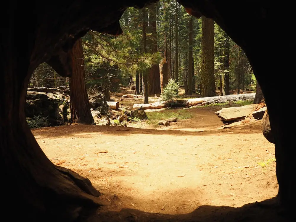 The Giant Trees Of Sequoia National Park