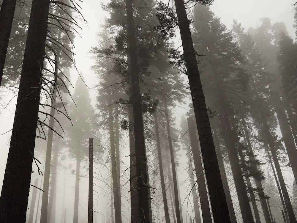 The Giant Trees Of Sequoia National Park